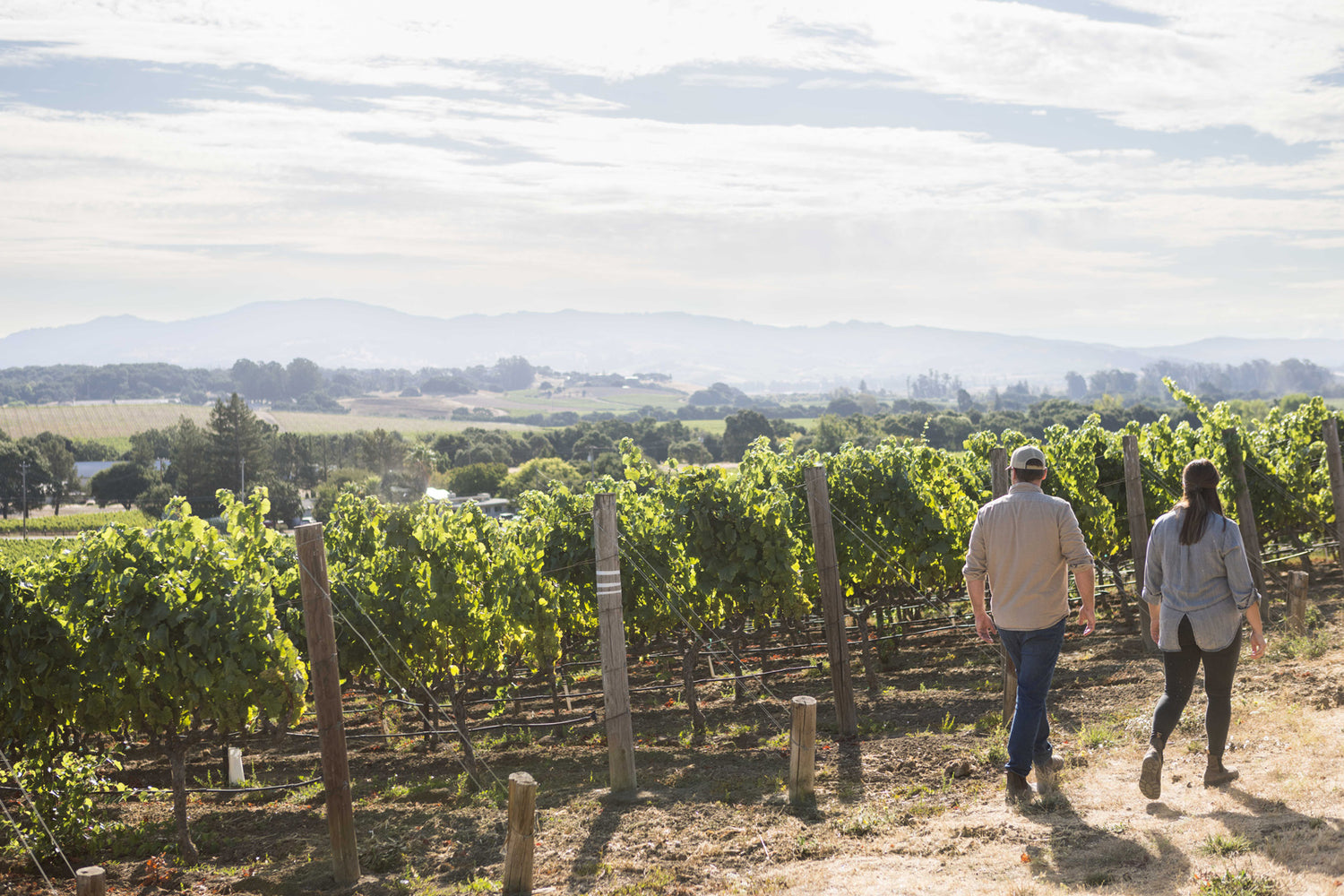 Accurso Wines